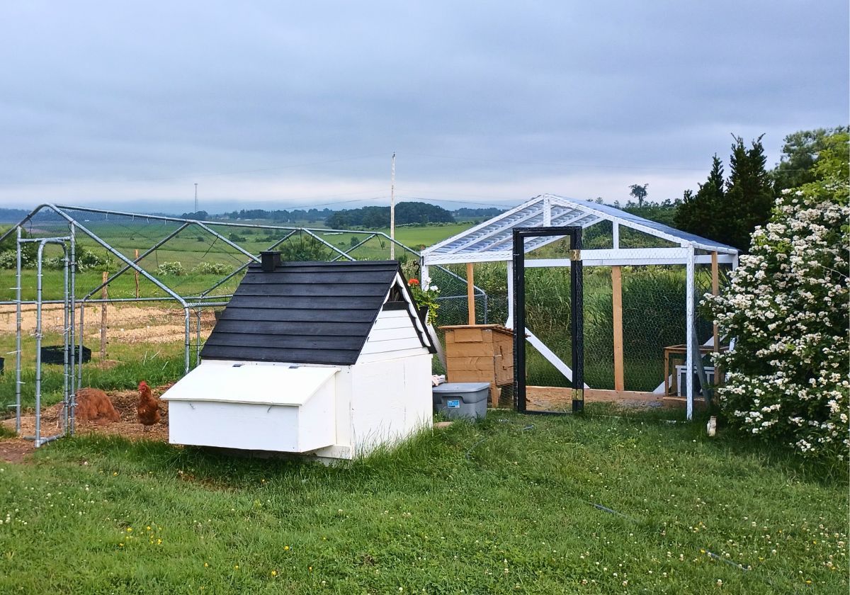 How To Raise Backyard Chickens: A Beginner's Guide - Simply Home And Family